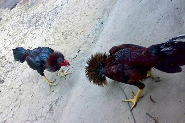 hen | తెలుగు360