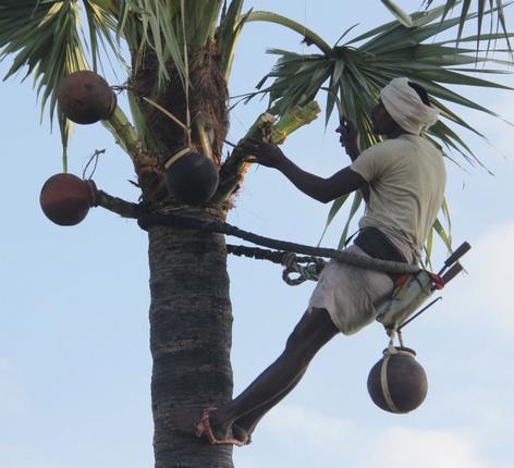 Relax with a Bottle of Pure Kallu- TS New Excise Policy